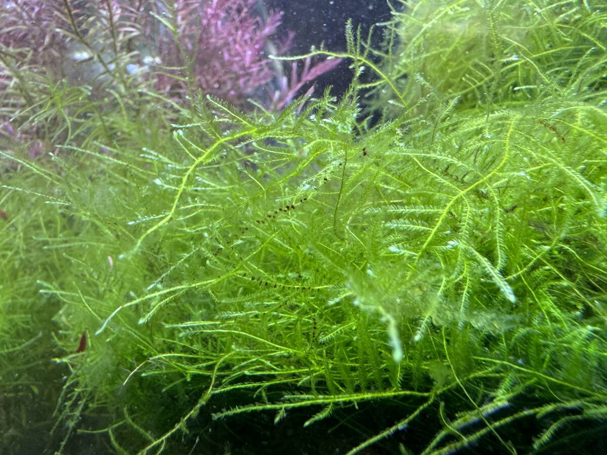 【未使用に近い】送料無料 ウィローモス73gの落札情報詳細 - ヤフオク落札価格検索 オークフリー