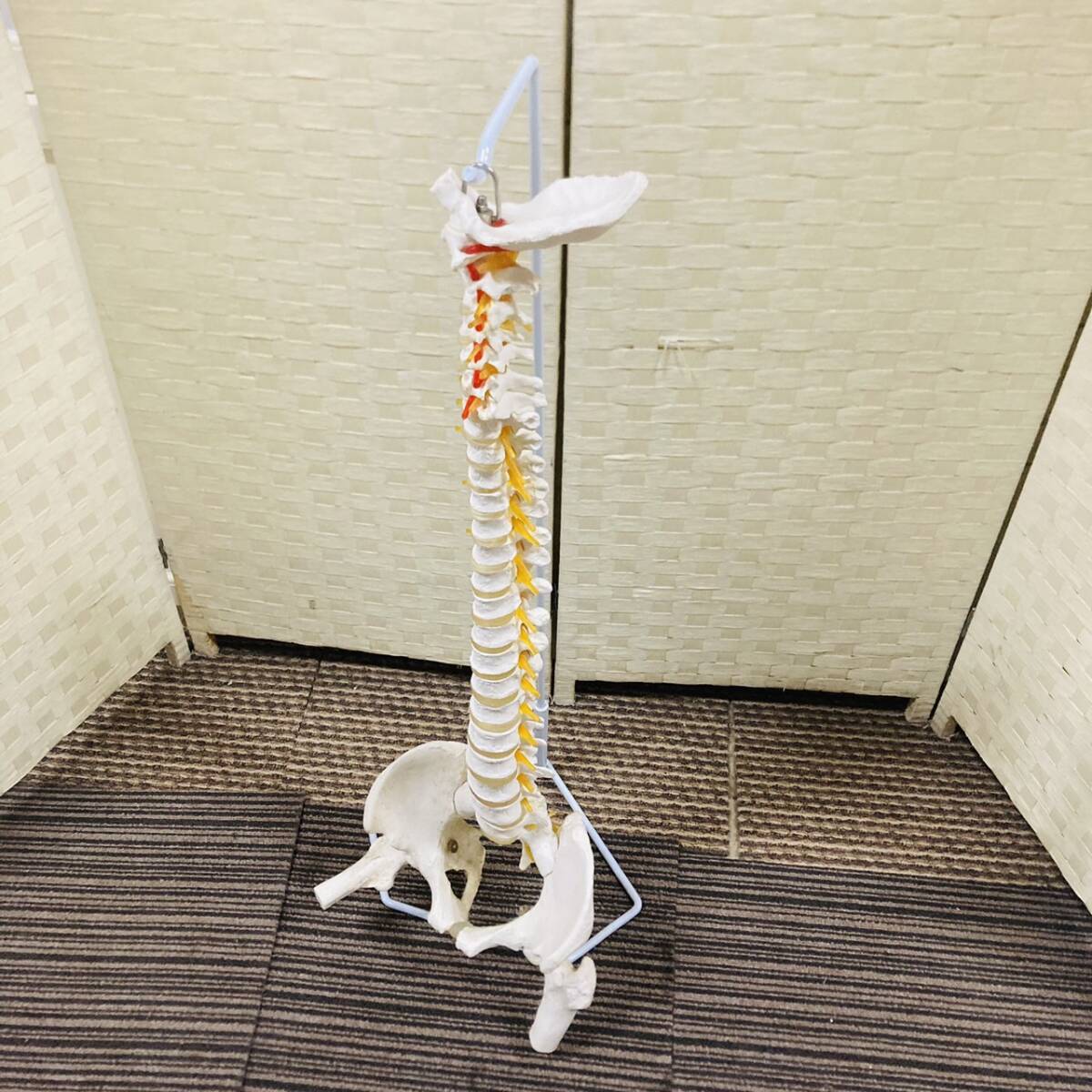 【傷や汚れあり】骨模型 脊髄模型 模型骨盤 骨格模型 模型 関節 スタンド付 汚れあり 現状渡し/091-14の落札情報詳細 - Yahoo!オークション落札価格検索 オークフリー