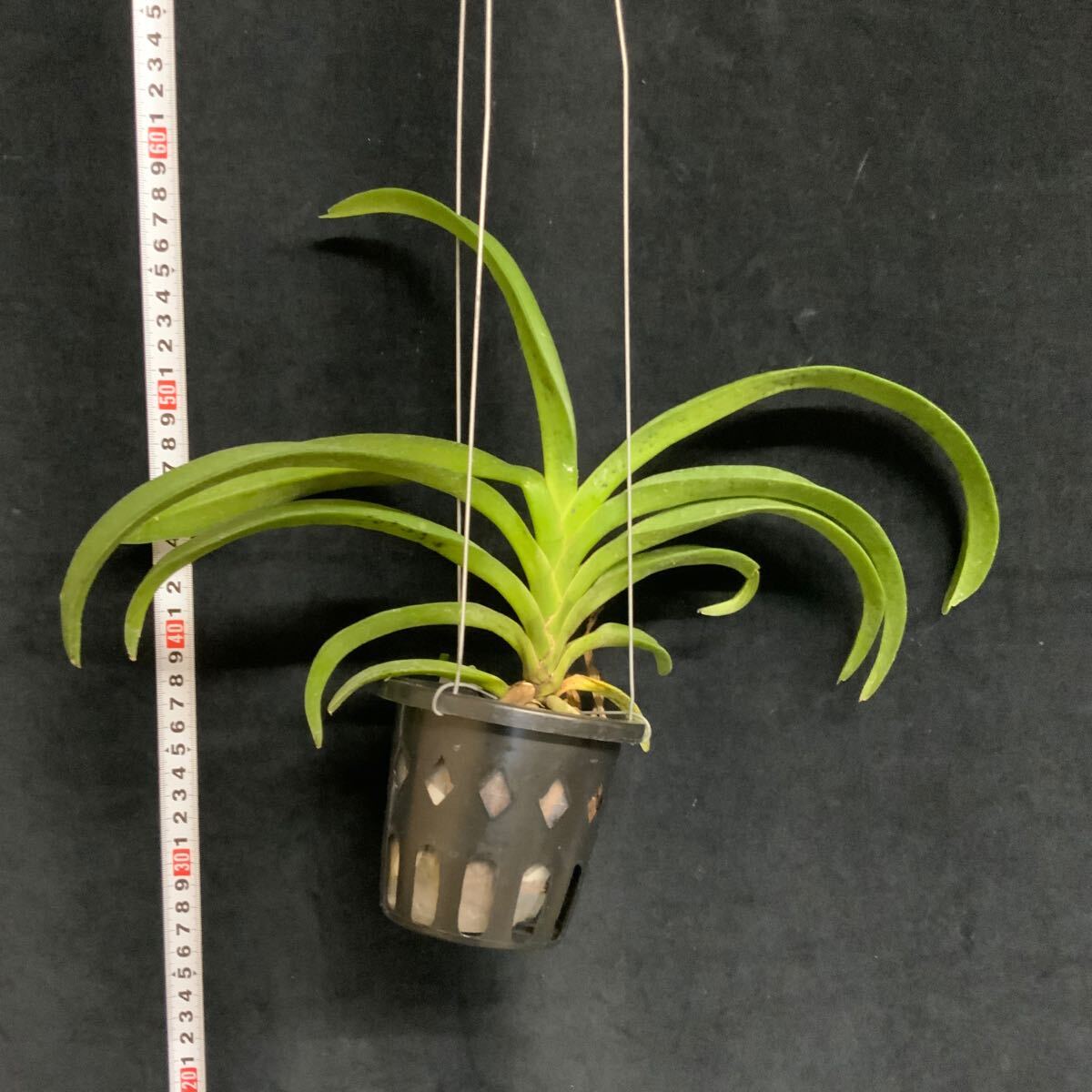 【未使用】(^。 ^)(269) Van. Hsinying Starry (Pinky coerulea x Rhy. gigantea (Spots))の落札情報詳細 - Yahoo ...