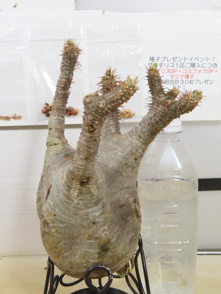 【未使用に近い】8198 「塊根植物」パキポディウム グラキリス S 抜き苗【10/18最新・gracilius・根切確認済・購入で塊根植物種子プレゼント！】の落札情報詳細 - Yahoo ...