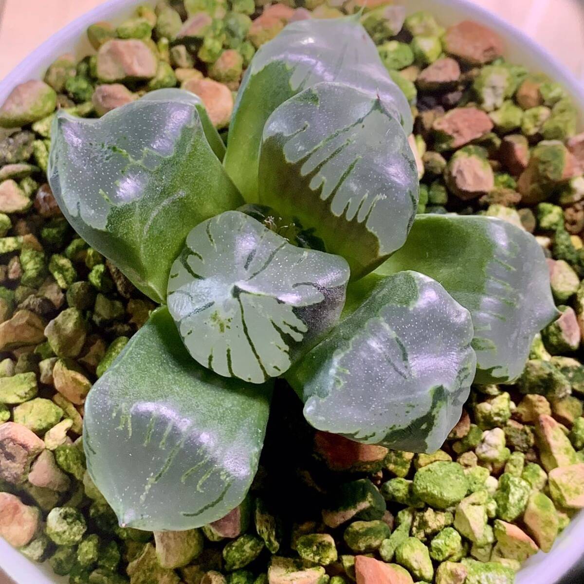 【未使用】 Fareal B68 ハオルチア 本間般若N1 大株の落札情報詳細 - Yahoo!オークション落札価格検索 オークフリー