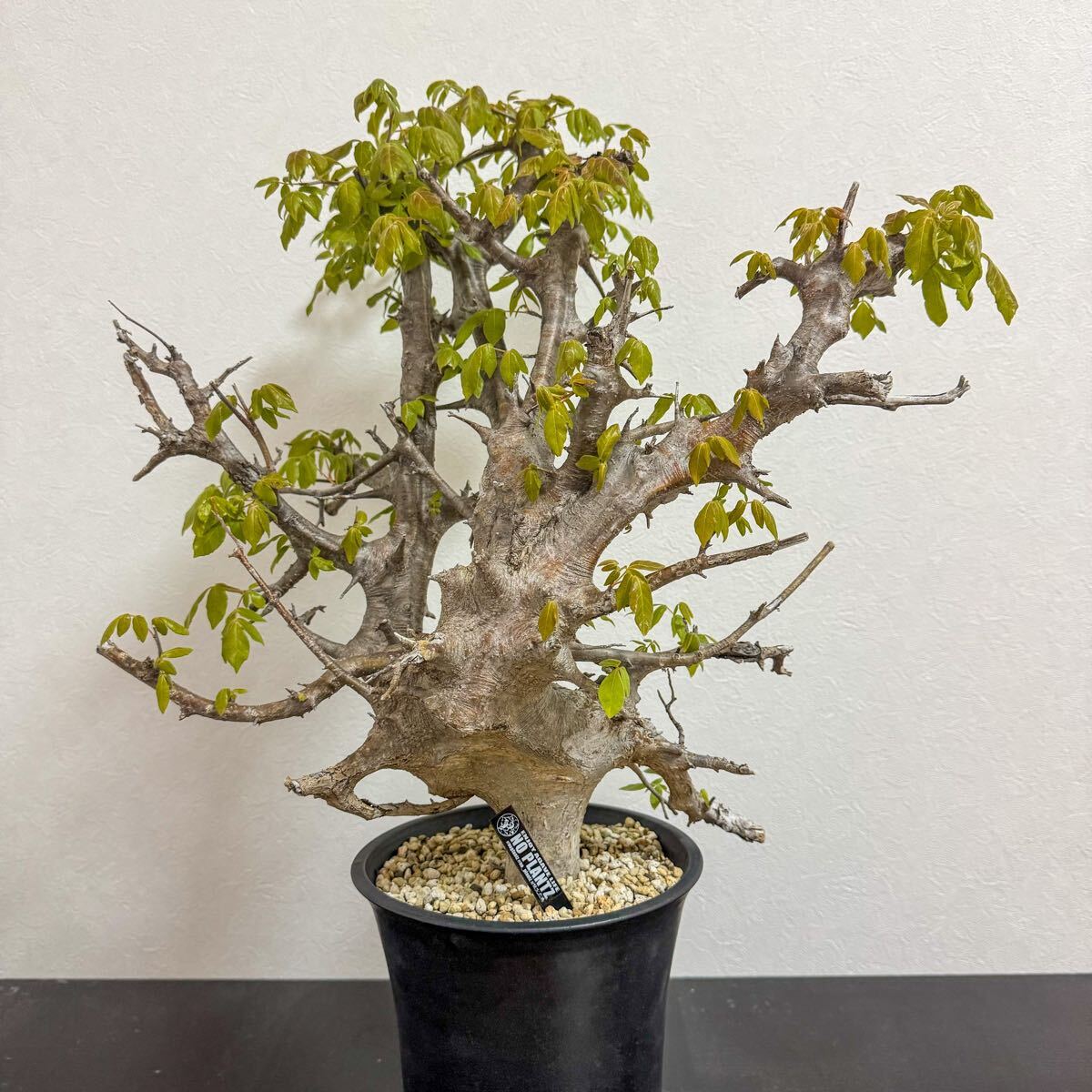 【目立った傷や汚れなし】Commiphora mildbraedii コミフォラ ミルドブラエディ 現地株 国内最大級 NEIGHBORHOOD SRLの落札情報詳細 - Yahoo ...