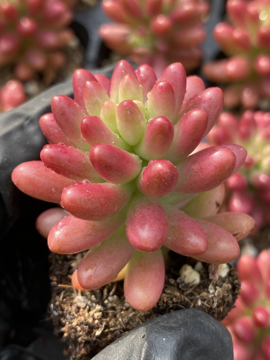 【未使用に近い】72株 W98-1多肉植物 エケベリア 虹の玉錦 サボテン 観葉植物 花 園芸 レア種 土と根付きでの落札情報詳細 - Yahoo!オークション落札価格検索 オークフリー