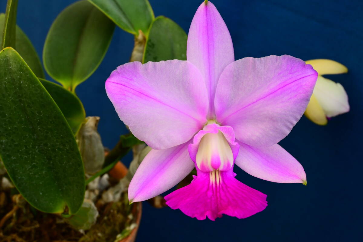 【目立った傷や汚れなし】NN-3C. walkeriana flamea 'WF1' (flamea 'Gifu' x perola ...