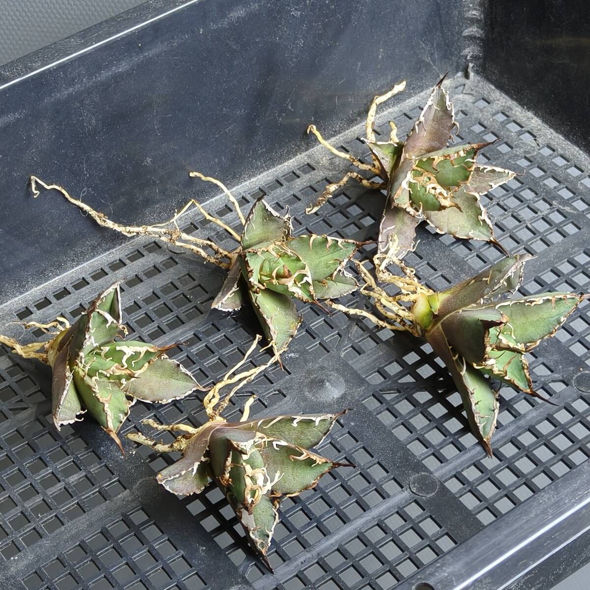 【やや傷や汚れあり】【龍園觀】No.3120特選 アガベ チタノタ "凱撒" ‘SUPER CAESAR’ シーザー ☆超絶狂棘☆ 極上美株 激レア！5株の落札情報詳細 - Yahoo ...