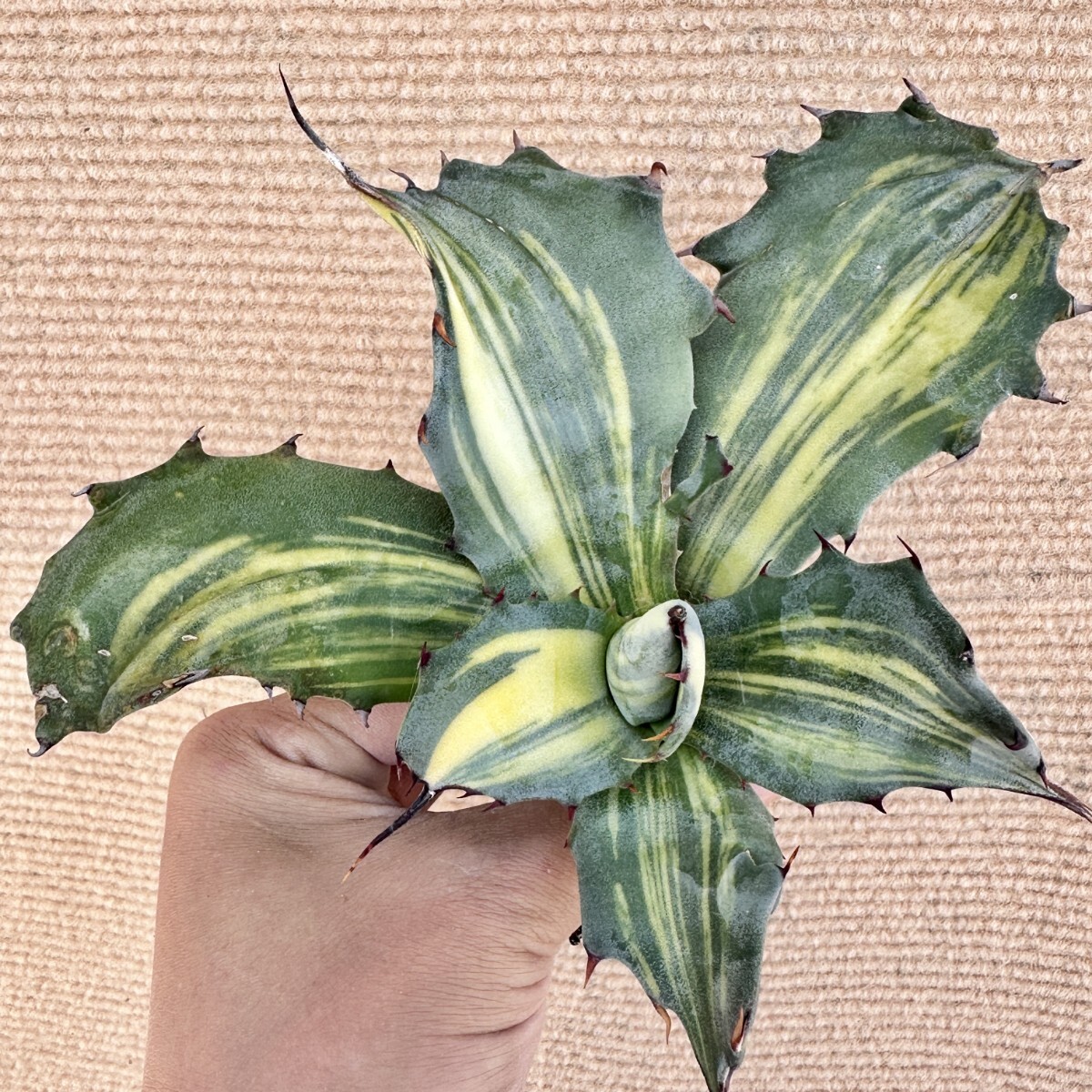 【目立った傷や汚れなし】【Lj_plants】Q837 激レア高級品種 多肉植物アガベ フェロックス錦 鮮明錦 極上錦 縞斑 極美極上大株の落札情報詳細 - Yahoo!オークション落札価格 ...