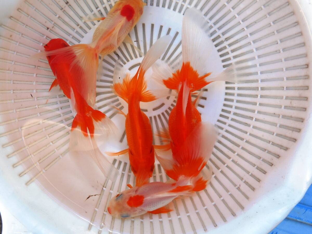 【未使用】 オランダ獅子頭 5匹約8cm 03G-5の落札情報詳細 - Yahoo!オークション落札価格検索 オークフリー