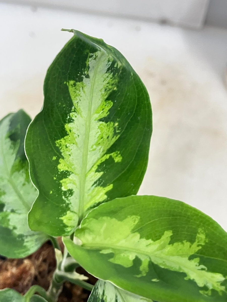 【未使用に近い】6954 「観葉植物】アグラオネマ ピクタム トリカラー【Aglaonema pictum tricolor・美株・サトイモ科・多肉植物】の落札情報詳細 - Yahoo ...