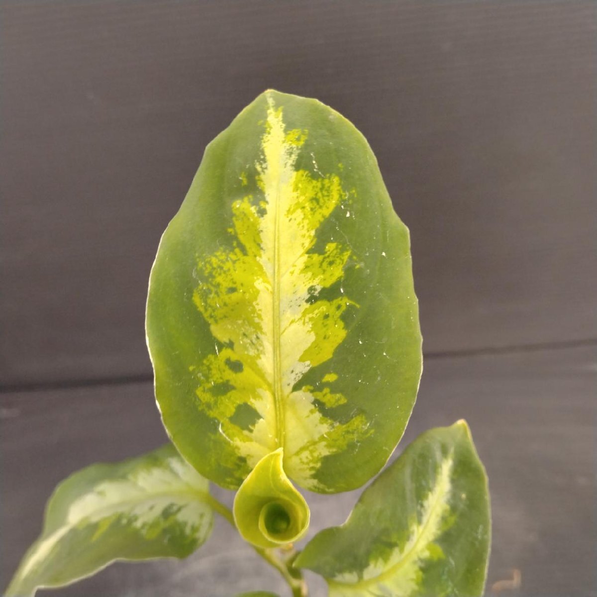 【未使用に近い】3031 「観葉植物】アグラオネマ ピクタム トリカラー【Aglaonema pictum tricolor・美株・サトイモ科・多肉植物】の落札情報詳細 - Yahoo ...