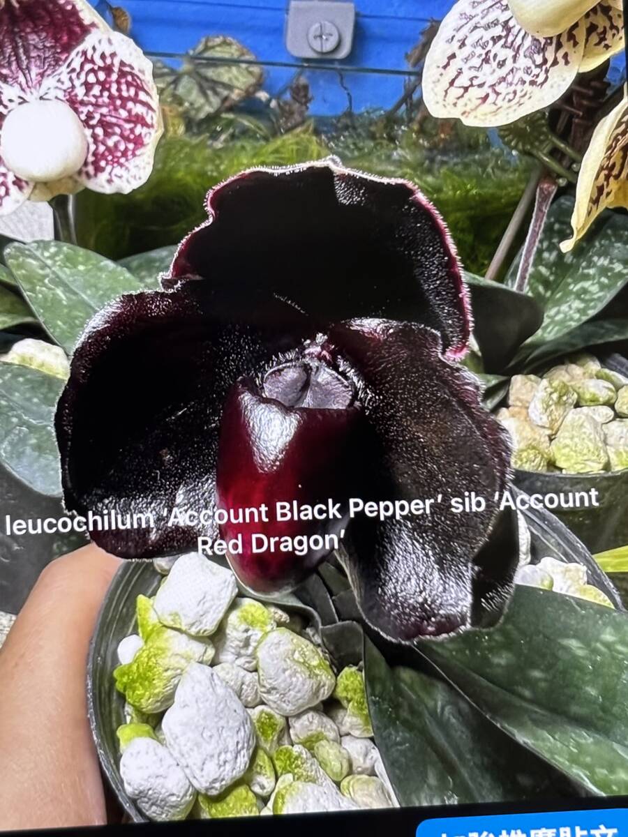 【目立った傷や汚れなし】洋蘭 Paph.原種 THO-2790 Paph.leucochilum Black type （1）台湾で品種改良の ...