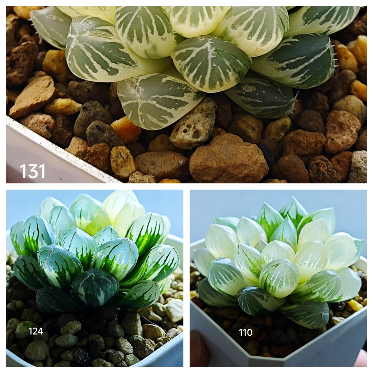 【未使用】【ChenZT】ハオルチア 3点の落札情報詳細 - Yahoo!オークション落札価格検索 オークフリー