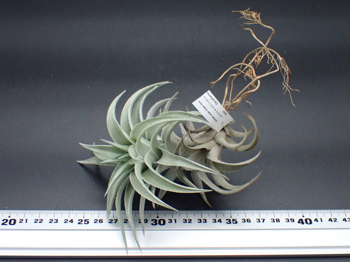 【未使用に近い】Tillandsia edithae Large Green form チランジア・エディシアエ ラージグリーンフォーム ...
