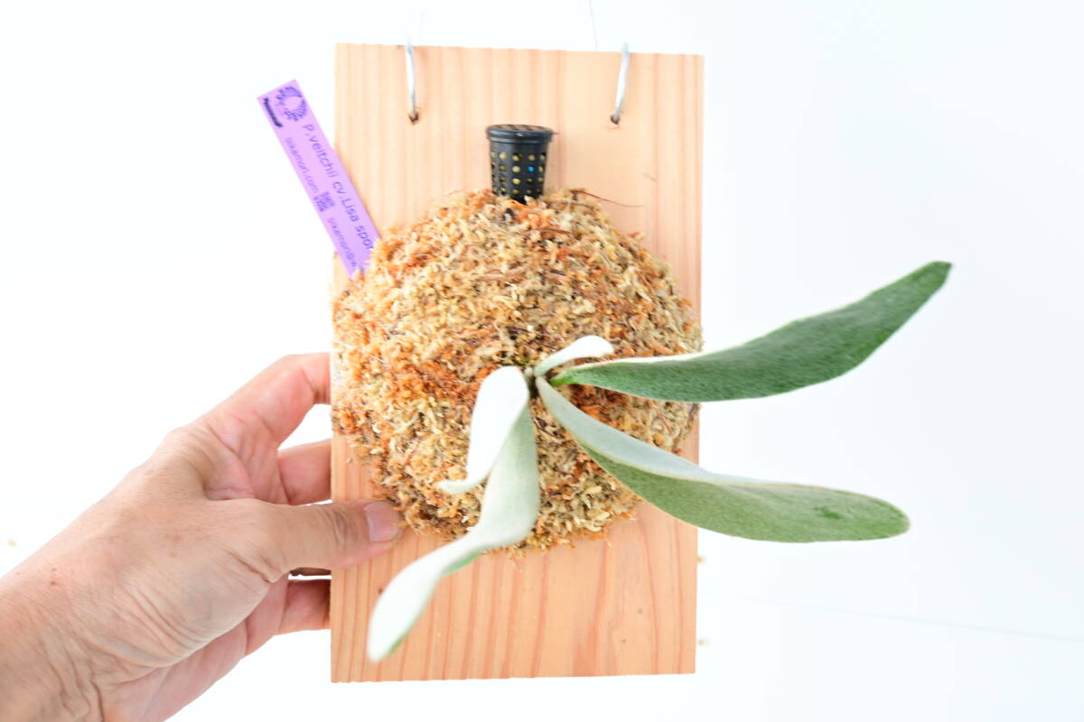 【未使用】P.veitchii cv.Lisa(Compact Form) spored① ＠ビカ森wife 板付品 ベイチーリサ ビカクシダ ...