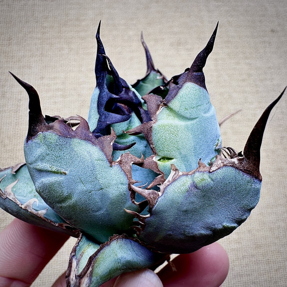 【目立った傷や汚れなし】【MCGRADY-PLANTS】J827 アガベ チタノタ BB ブラックアンドブルー 濃黒棘 超強棘 短広葉タイプ 陽炎 Sクラスは希少株 極美極上株の落札情報詳細 ...