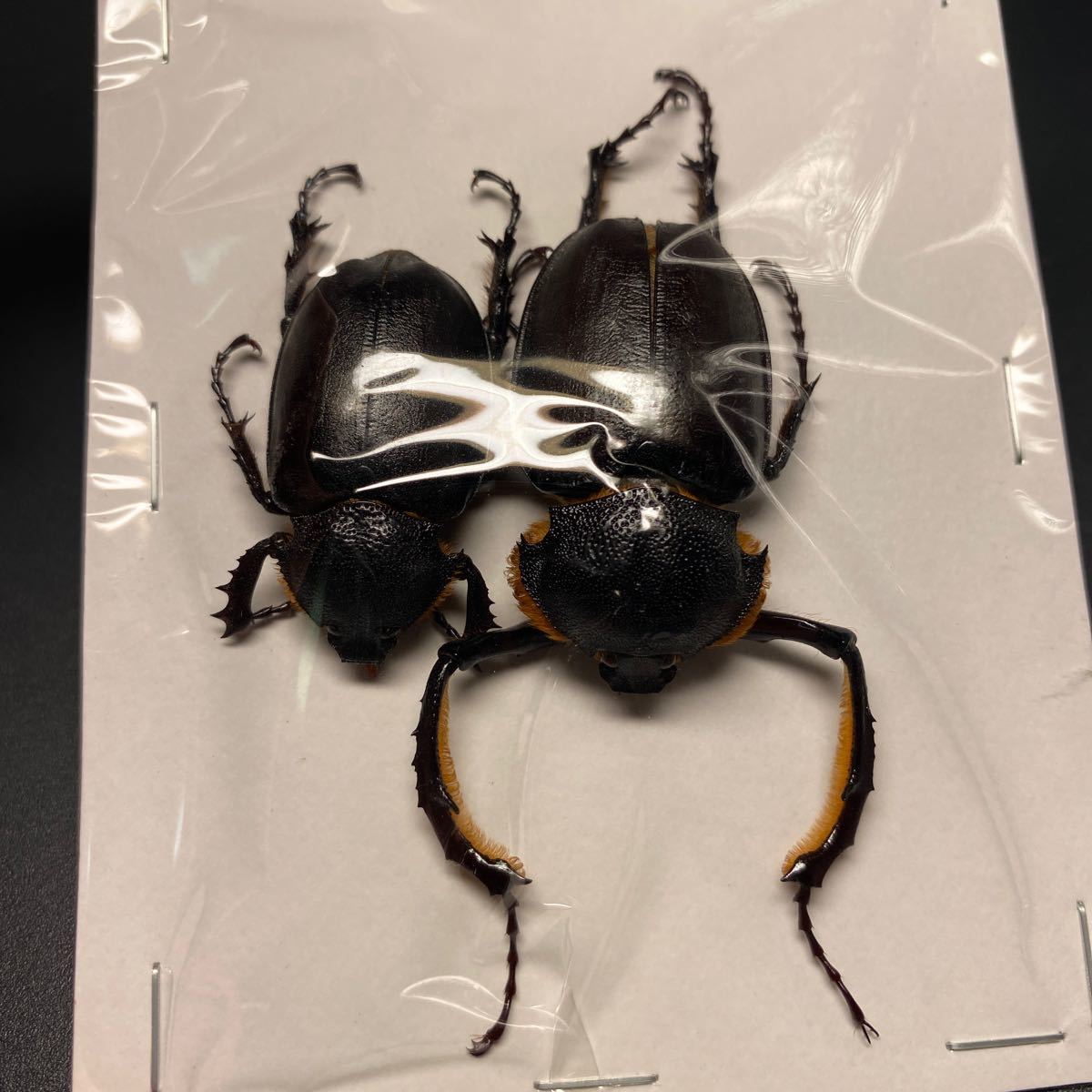 標本 トルコヒメテナガコガネ Propomacrus bimucronatus 39/34mm ①の落札情報詳細 - Yahoo!オークション ...