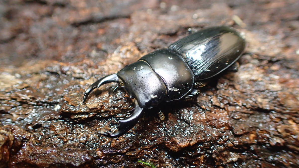【新品】セスジオオクワガタ・台湾ライヒヒラタ（Dorcus reichei clypeatus）♂36mm ♀27mm 成虫ペアの落札情報詳細 ...