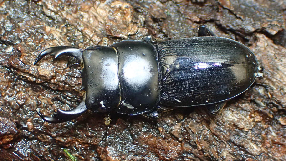 【新品】セスジオオクワガタ・台湾ライヒヒラタ（Dorcus reichei clypeatus）♂36mm ♀27mm 成虫ペアの落札情報詳細 ...