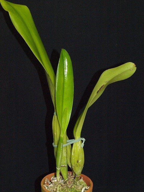 【写真の現品】洋蘭原種☆カトレア☆ C.trianae coerulea 'Turquesa' (O.G) の落札情報詳細| ヤフオク落札価格 ...