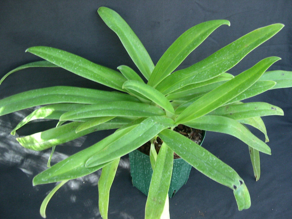 洋蘭パフィオPaph.(rothschildianum x Landmark) 6芽立大苗の落札情報詳細 - ヤフオク落札価格検索 オークフリー