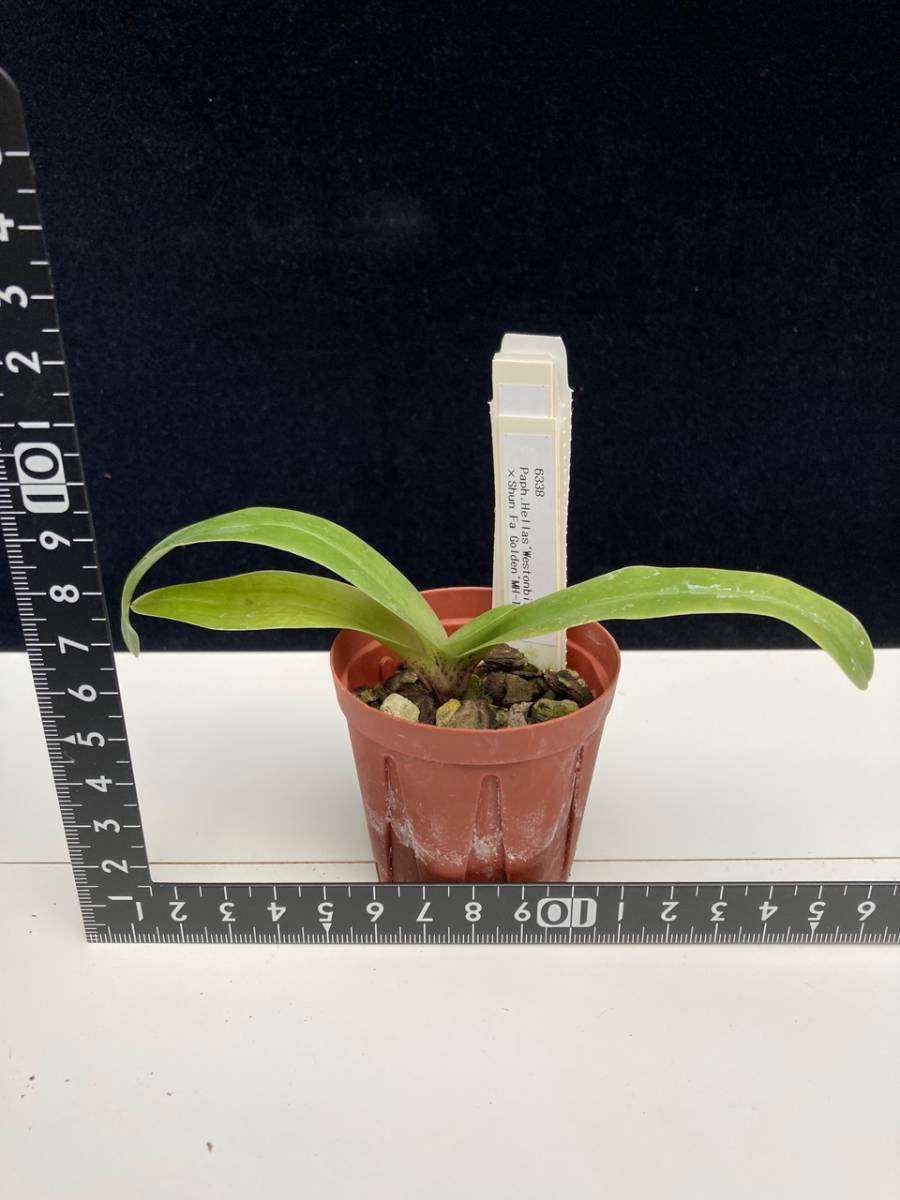 【未使用】洋蘭 パフィオ Paph. Hellas x Shun Fa Golden（IC6338）の落札情報詳細 - ヤフオク落札価格検索 ...