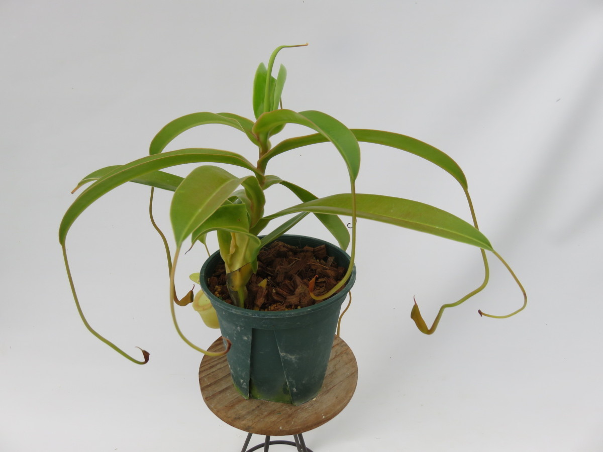 【未使用】N.(vent × sib)-giant × N.(vent × (lowii × vent)) EPH-1-38-6 オス 4号 ...