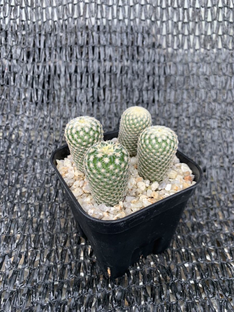 【新品】66 サボテン エキノフォスロカクタス 雪渓丸（Echinofossulocactus albatus） ★実生 の落札情報詳細| ヤフオク落札価格情報 オークフリー