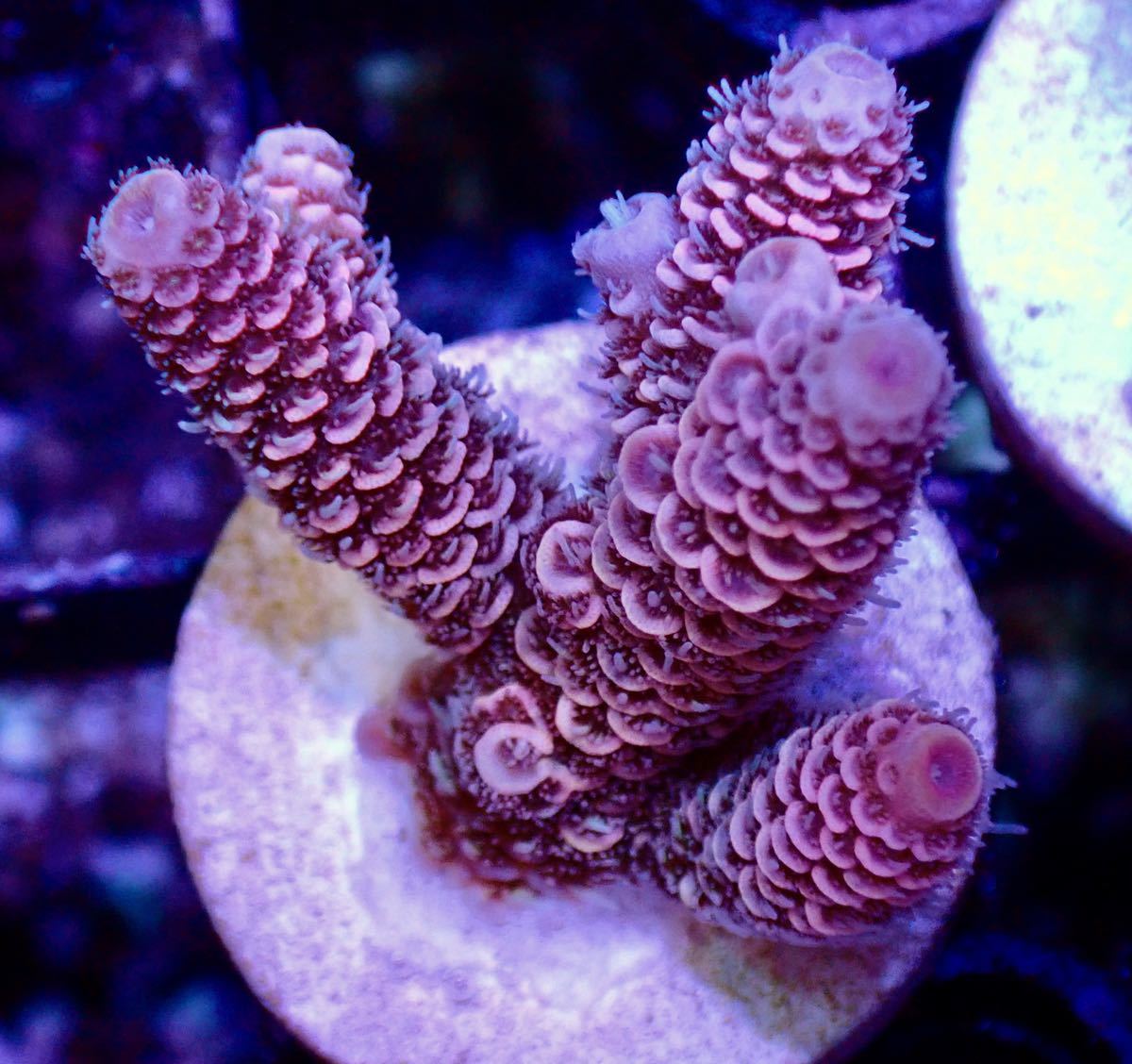 【未使用】【AUS産 Acropora millepora Red-Yellow】色揚げ個体 ミドリイシ ハイマツレッド オーストラリア産 ...