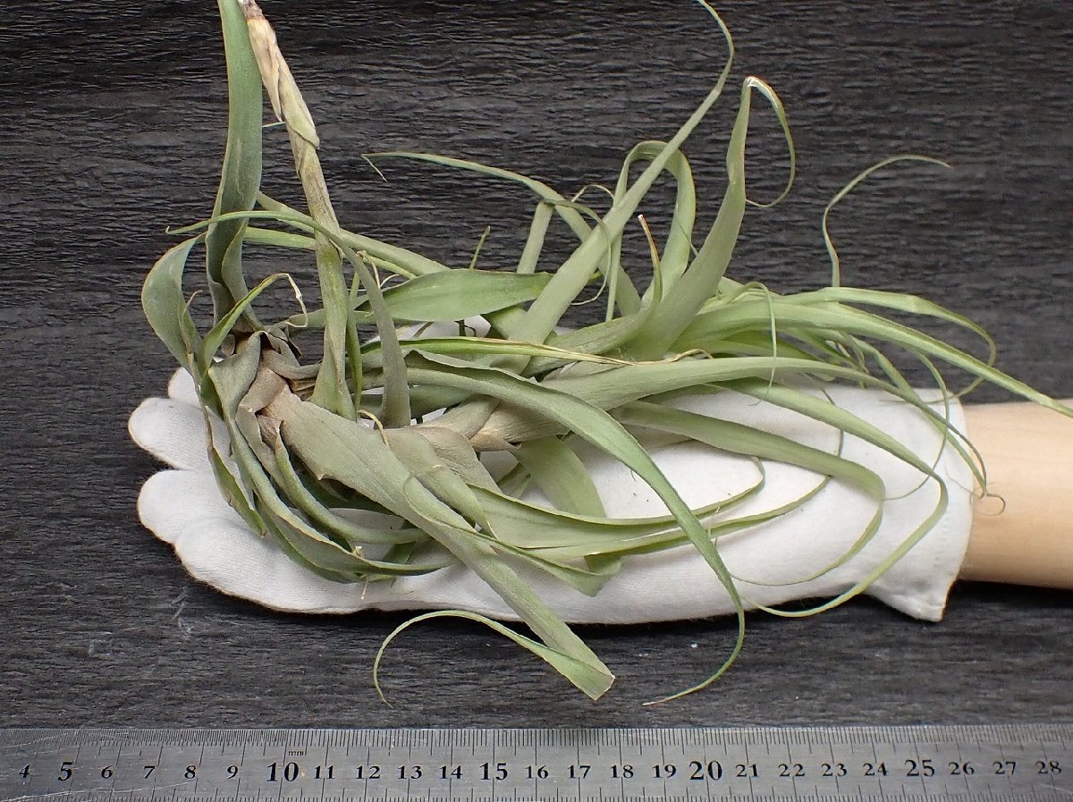 【傷や汚れあり】Tillandsia latifolia 'Caulescent' チランジア・ラティフォリア カウレッセント エアプランツ ...