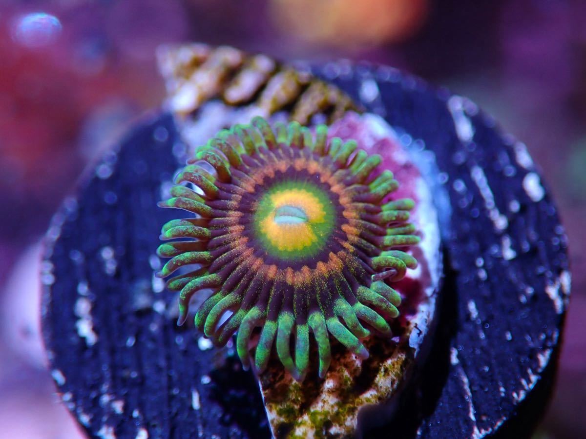 【目立った傷や汚れなし】【Care Frag】USA Rainbow incinerator ＊1ポリプ＊マメスナ＊サンゴ＊LPS＊フラグ の ...