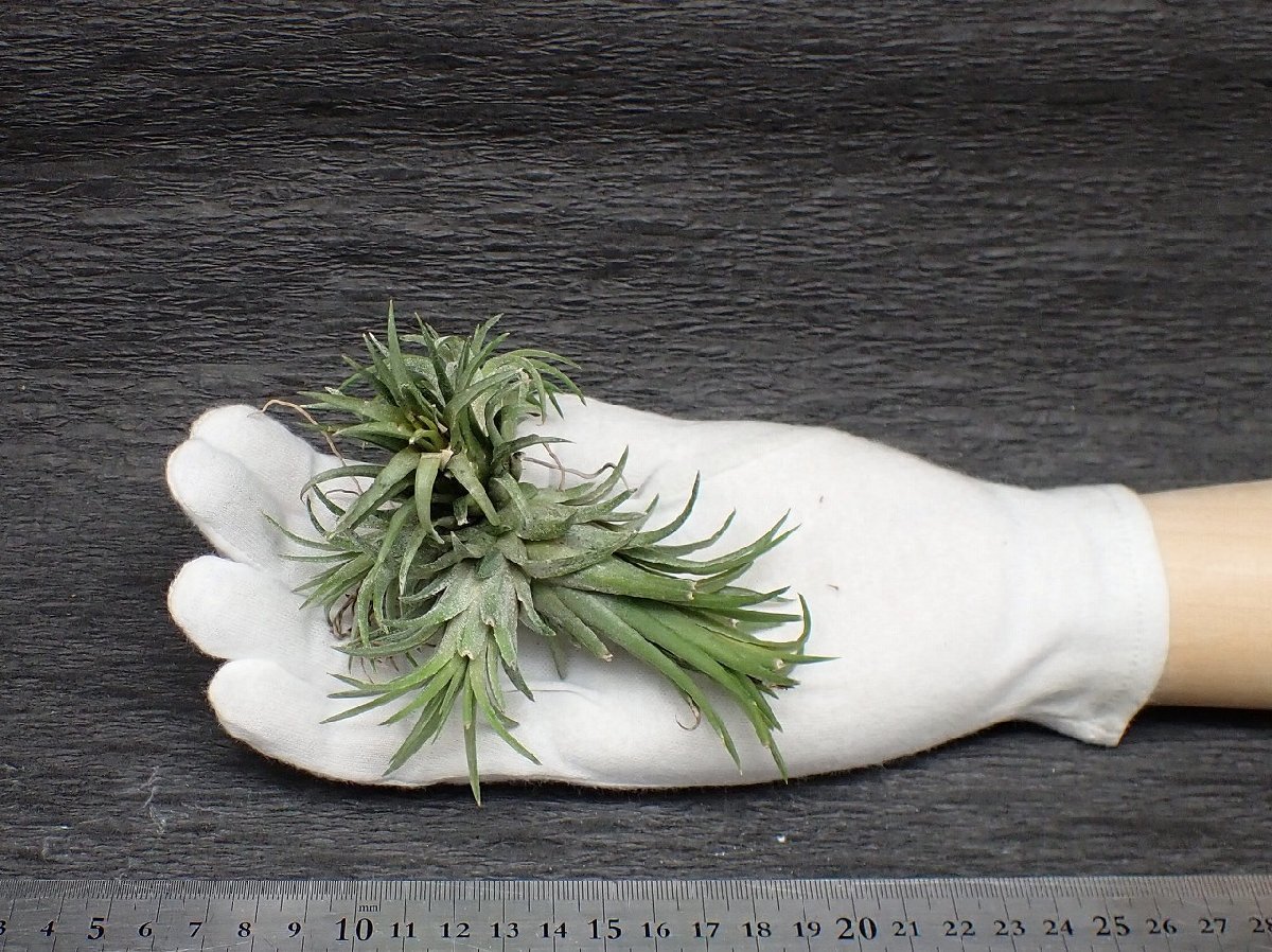 【傷や汚れあり】Tillandsia ionantha 'Ron' clump チランジア・イオナンタ ロン クランプ★エアプランツTI★第四 ...