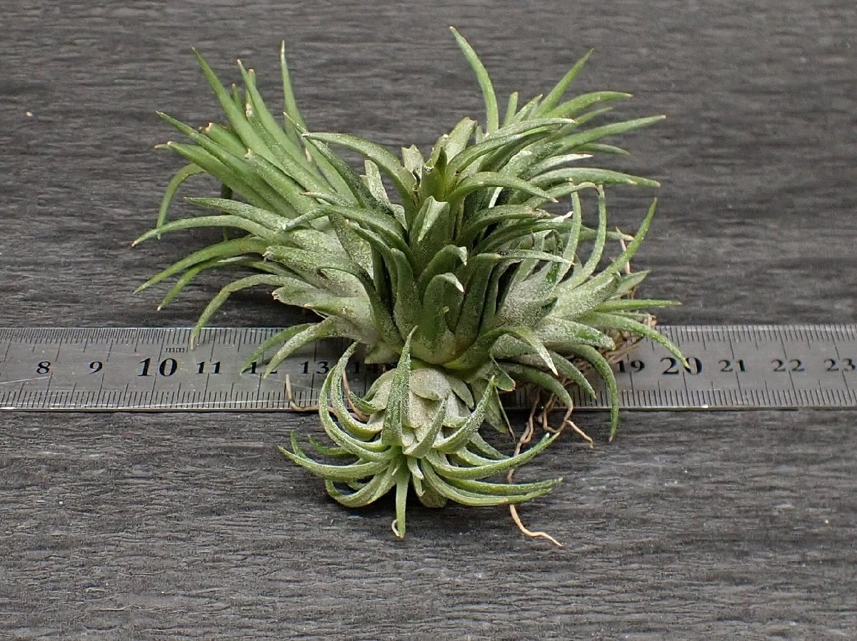 【傷や汚れあり】Tillandsia ionantha 'Ron' clump チランジア・イオナンタ ロン クランプ★エアプランツTI★第四 ...