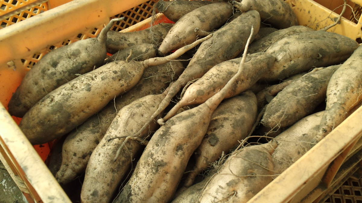 【未使用】安納芋（贈答用にもなるA品）10kg（2L,L,M混 ）土付き「リーズナブルに初出品、収穫時期は10月下旬～！」茨城産 の落札情報詳細| ヤフオク落札価格情報 オークフリー