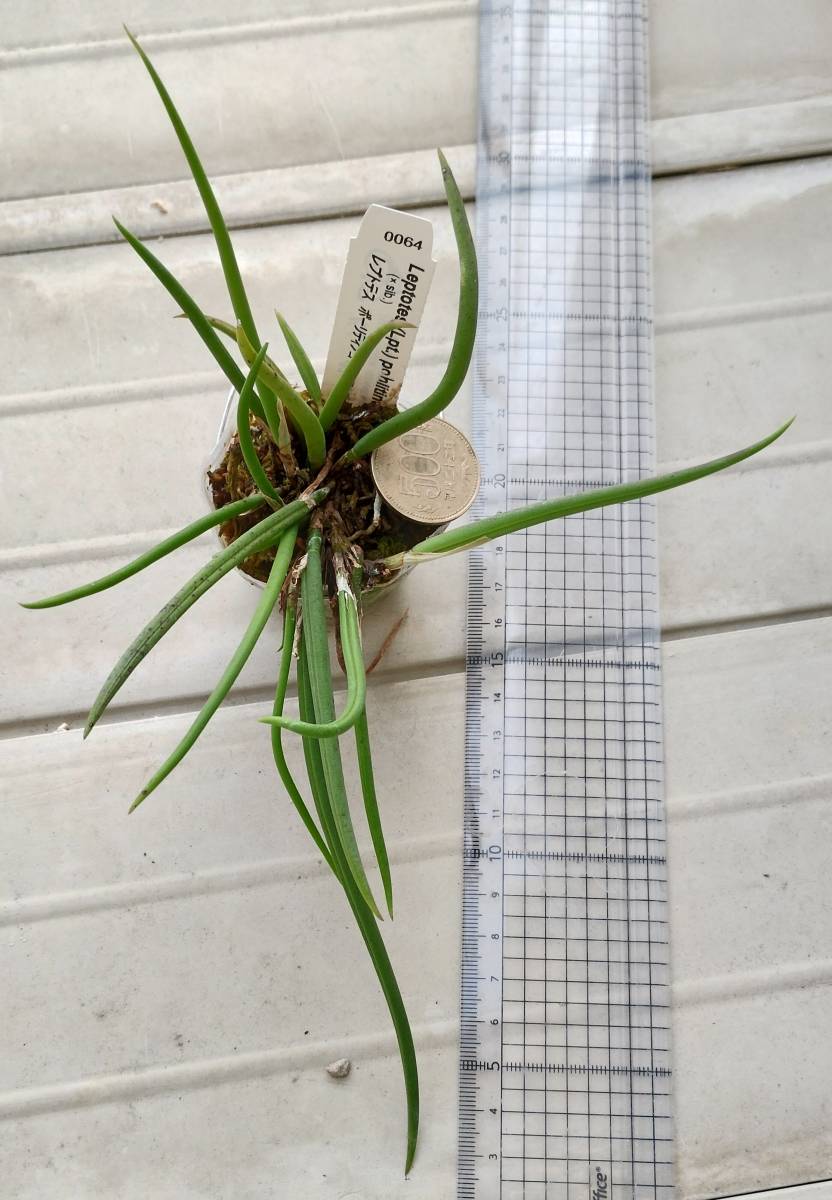 【やや傷や汚れあり】T♪小型洋蘭 Leptotes Spring Color 洋ラン の落札情報詳細| ヤフオク落札価格情報 オークフリー