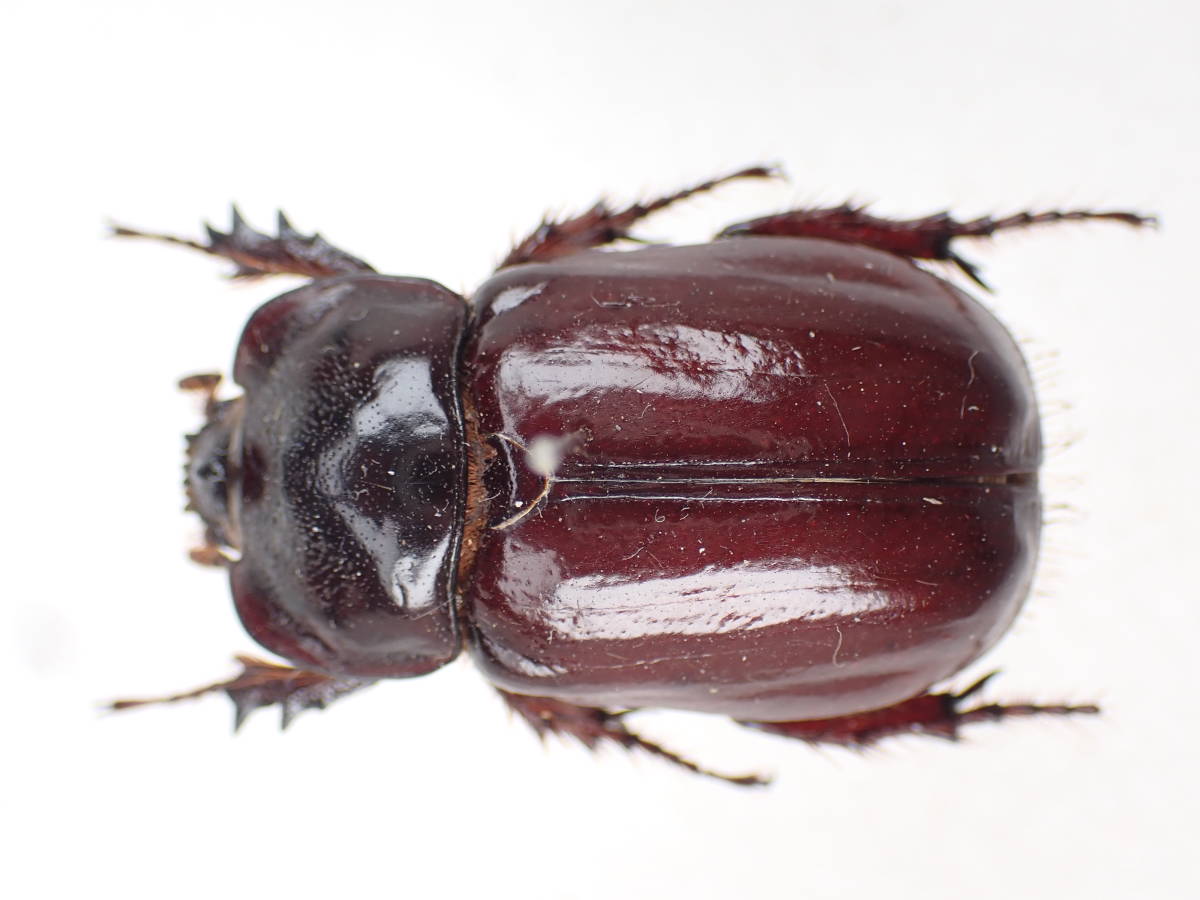 【未使用】DNC-09 Heterogomphus sp. /Peruの落札情報詳細 - Yahoo!オークション落札価格検索 オークフリー