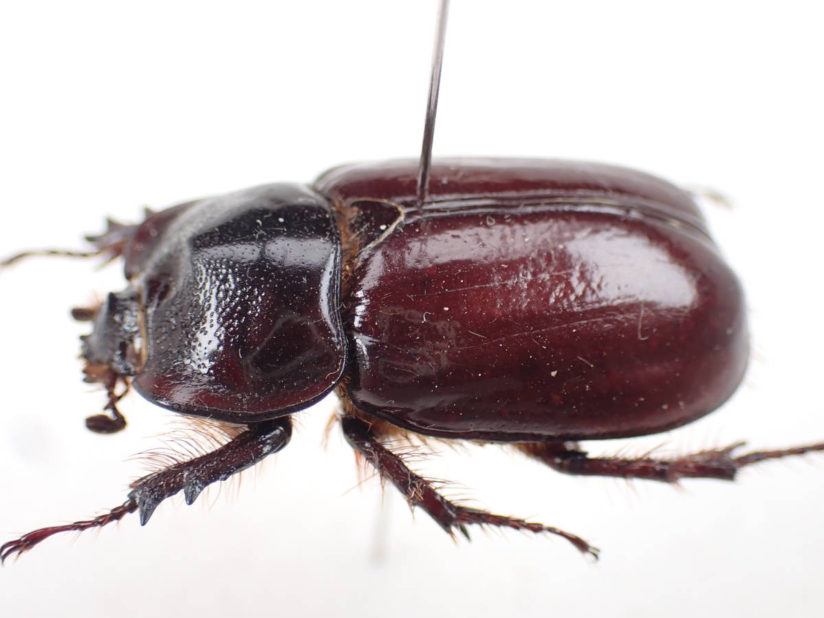 【未使用】DNC-09 Heterogomphus sp. /Peruの落札情報詳細 - Yahoo!オークション落札価格検索 オークフリー