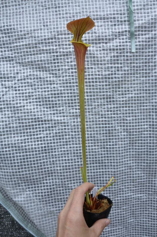 【目立った傷や汚れなし】【食虫植物】 Sarracenia flava var. atropurpurea All red form ...
