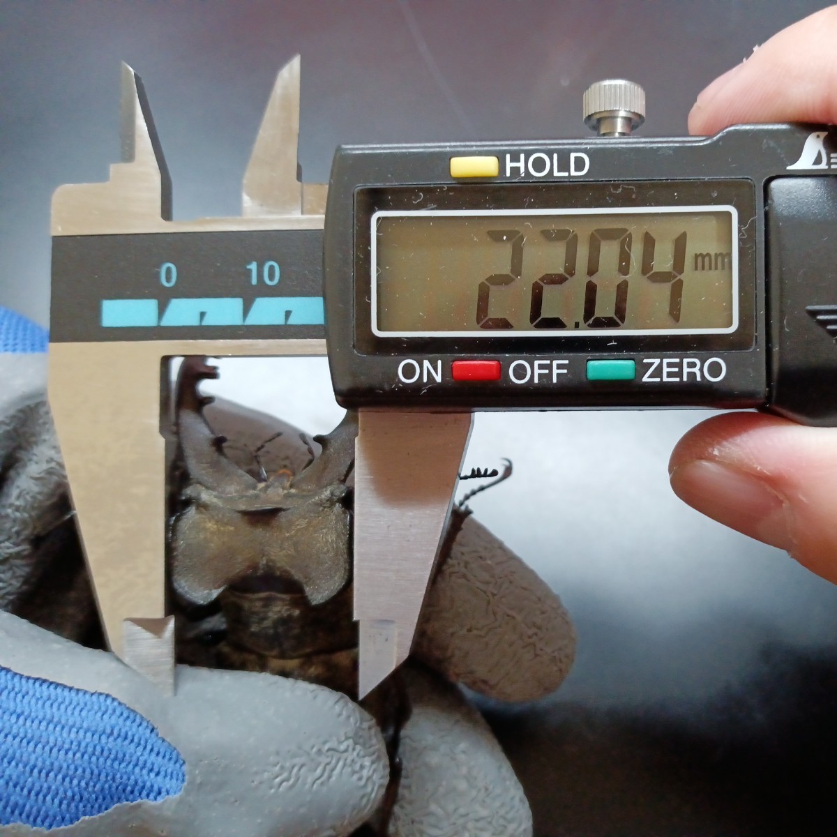 【未使用】北海道産 超極太 ミヤマクワガタ 超大型 ♂74.30mm 冠突起幅22.04mm♀44mm 1ペア 蝦夷型②の落札情報詳細 - Yahoo!オークション落札価格検索 オークフリー