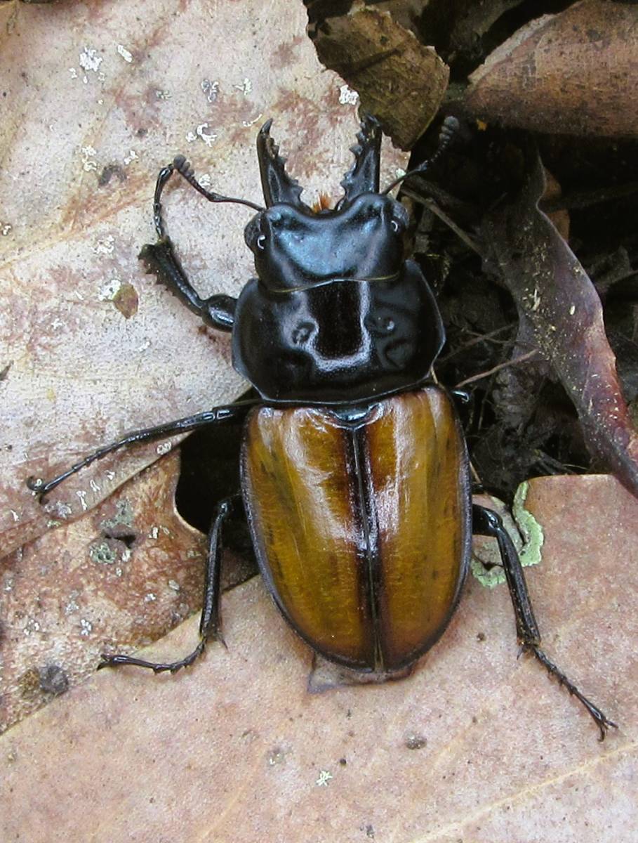 【未使用】チャイロ マルバネ クワガタ 成虫 頭胸部黒化型 野底岳CBF2ペア＋おまけB♀の落札情報詳細 - Yahoo!オークション落札価格検索 オークフリー