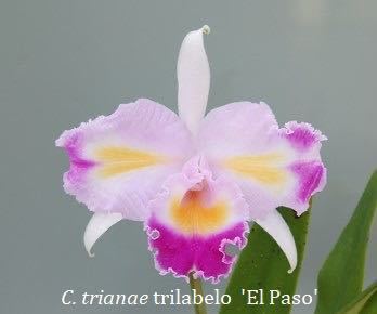 【未使用】(^。 ^)(368)C. trianae fma. trilabeloの落札情報詳細 - ヤフオク落札価格検索 オークフリー