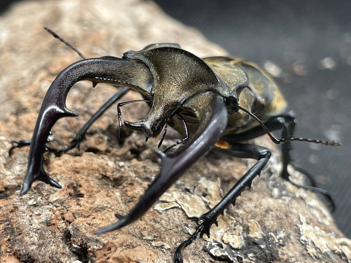 【未使用】フルキフェルミヤマ チベットミヤマ 初2令幼虫5頭 Lucanus tibetanus furcifer ②の落札情報詳細 ...