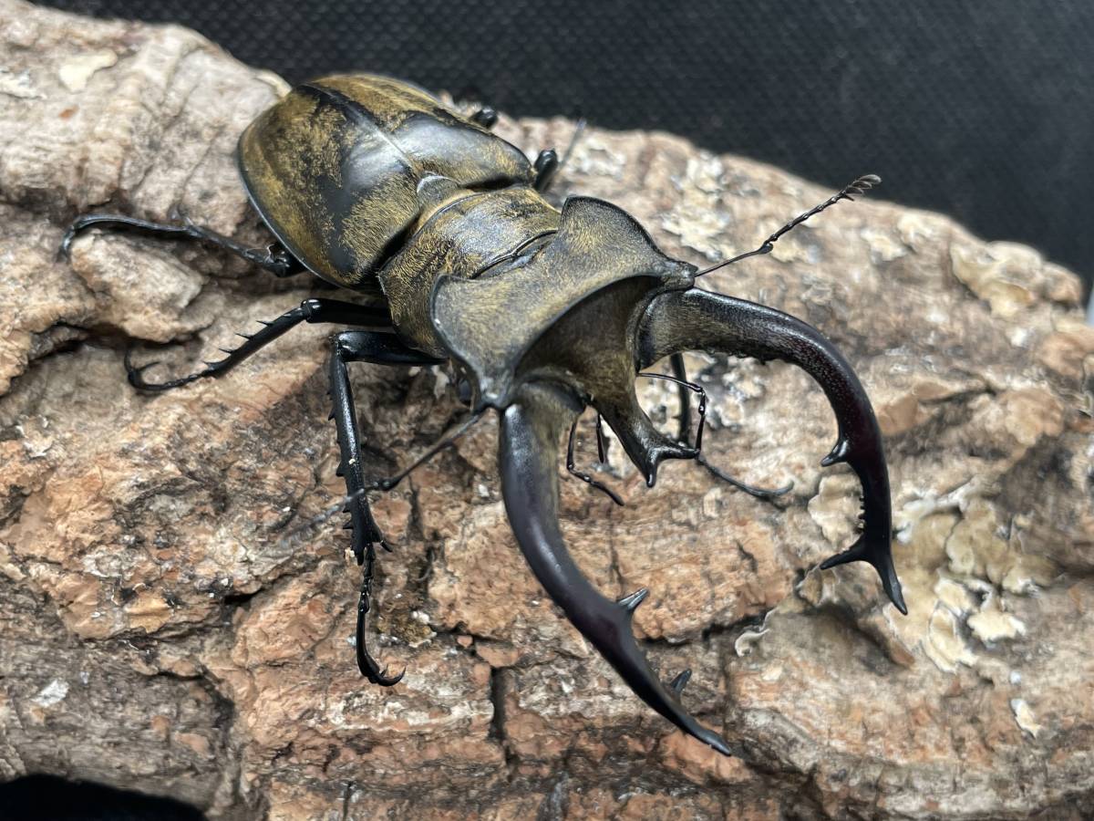 【未使用】フルキフェルミヤマ チベットミヤマ 初2令幼虫5頭 Lucanus tibetanus furcifer ②の落札情報詳細 ...