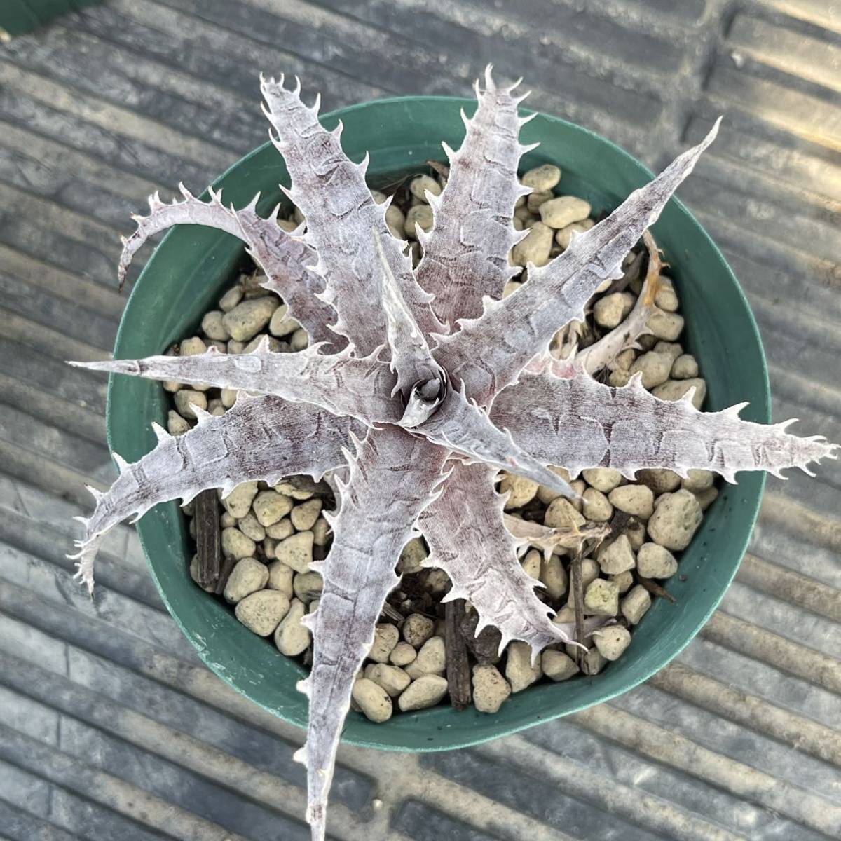 【目立った傷や汚れなし】500円スタート!! Dyckia-Mercury × Bill Paylen ディッキア-マーキュリー × ビルペイ ...