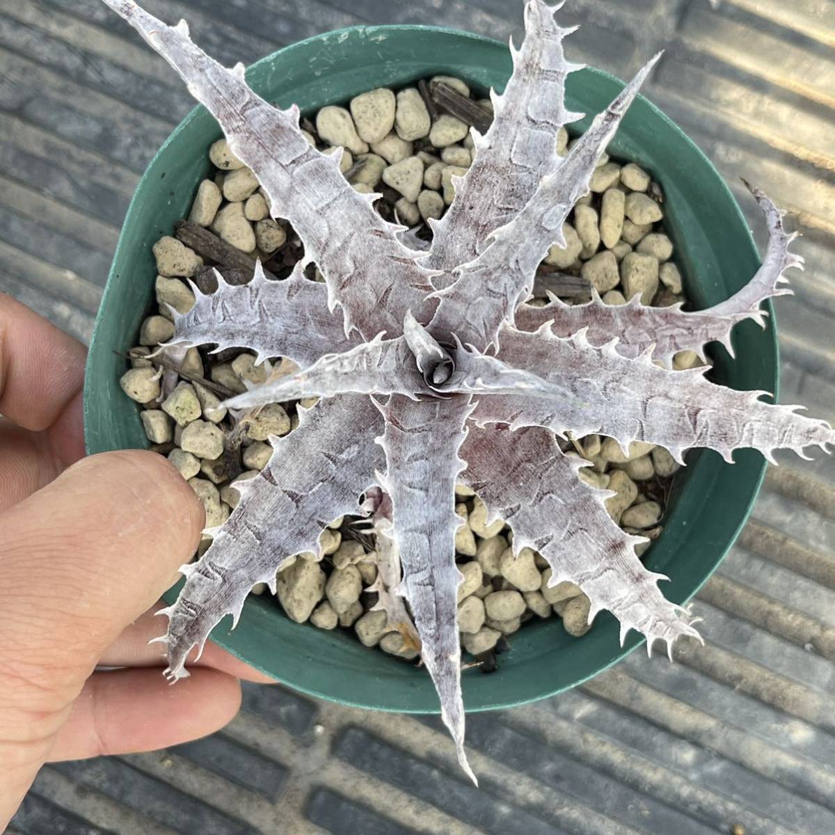 【目立った傷や汚れなし】500円スタート!! Dyckia-Mercury × Bill Paylen ディッキア-マーキュリー × ビルペイ ...