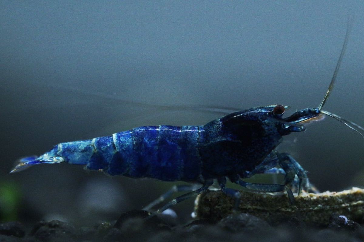 【未使用】【本日限定】《Howl＆Louis》Samurai Blue ♀ 超極上 種親にどうぞ ⑥の落札情報詳細 - ヤフオク落札価格検索 ...