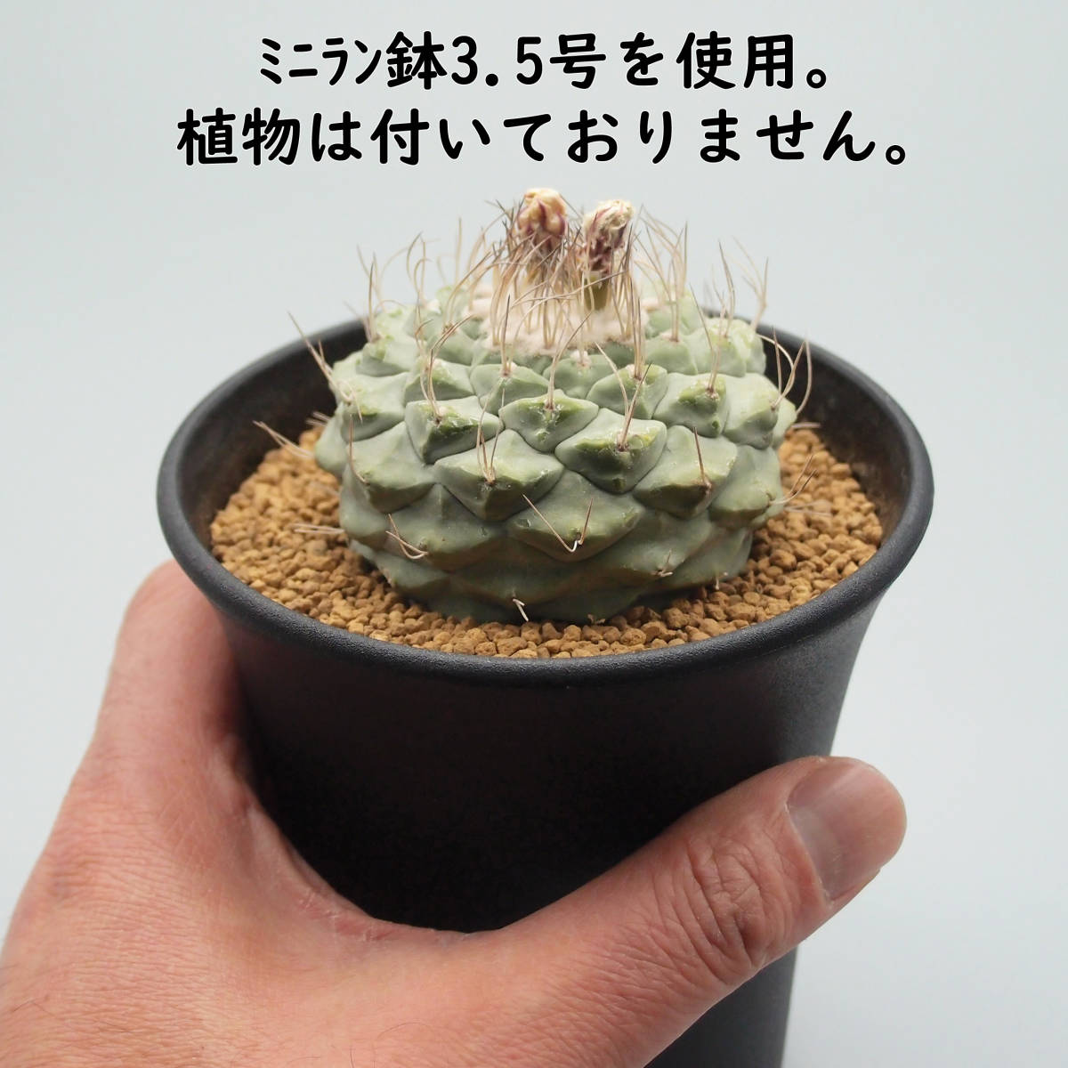 【未使用】【008プラ鉢、プラスティック鉢 - 新品】ミニラン鉢 3.5号×16個 ※宅急便の落札情報詳細 - ヤフオク落札価格検索 オークフリー