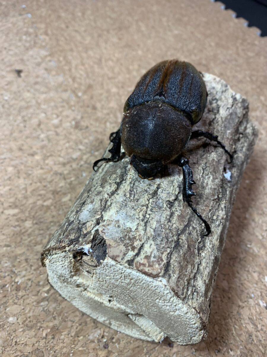 【未使用】【タニー】DHヘラクレスオオカブト8E ♀76ミリ FF171.T117/Y170.T117-TH172/Y170×T117 vol.6/FFOAKS vol.3-FF1710F ...