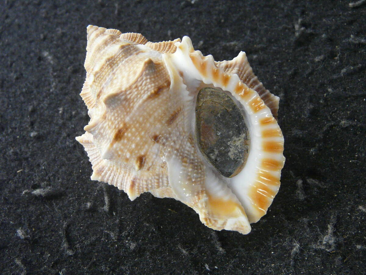 【目立った傷や汚れなし】貝殻標本「Bufonaria crumena crumenoides Valenciennes, 1832w/o（美!!）」の落札情報詳細 - ヤフオク落札価格検索 ...