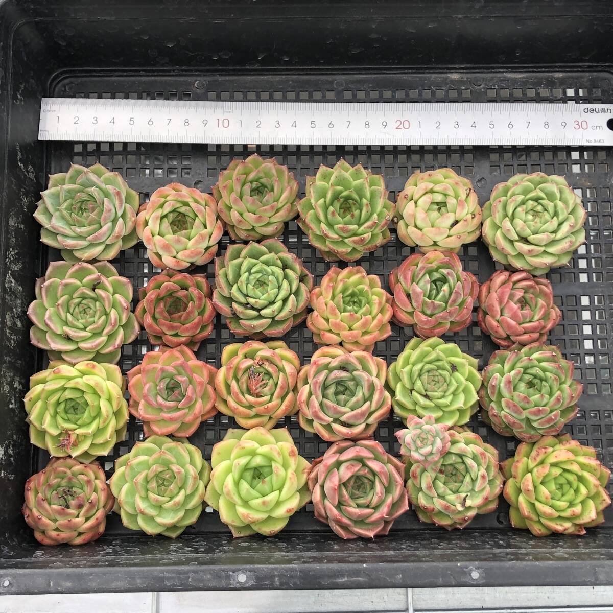 【未使用】エケベリア24個 0813-D013 スウィート・ミル 多肉植物 カット苗 寄植え 出荷日8/22（木）か23（金）の落札情報詳細 - Yahoo!オークション落札価格検索 オークフリー