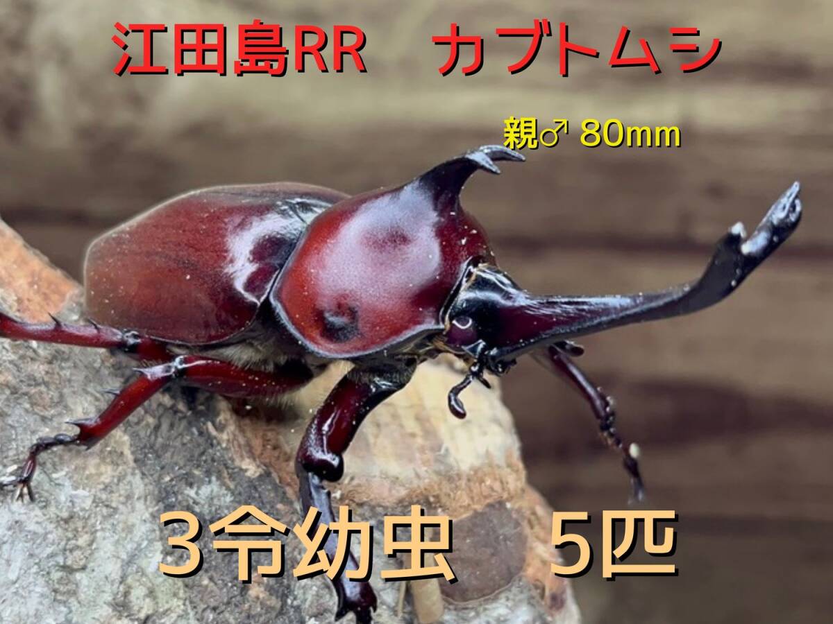 【未使用】【ATGR】 国産カブトムシ 江田島RR（レッドアイレッドボディ） 3令幼虫 5匹 CBF2 出品№29の落札情報詳細 ...