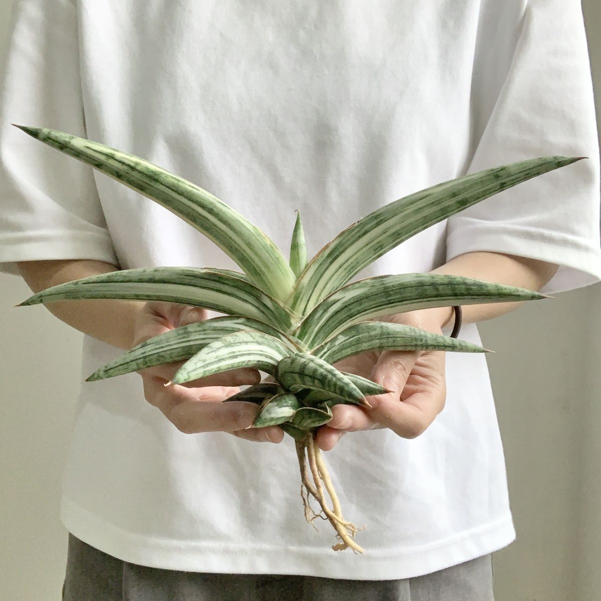 【未使用】【S1615】在庫ラスト株！！【S級超希少株！！】白斑入り サンスベリア マッソニアーナ ホワイト ヴァエリガータ 斑入り （アガベ ）の落札情報詳細 - Yahoo!オークション ...